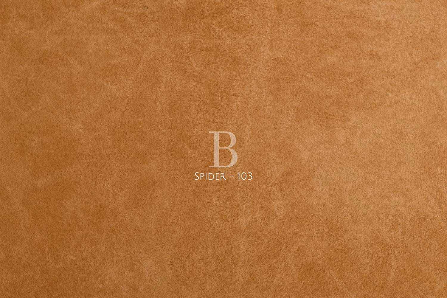 SPIDER Archives - Borzalino